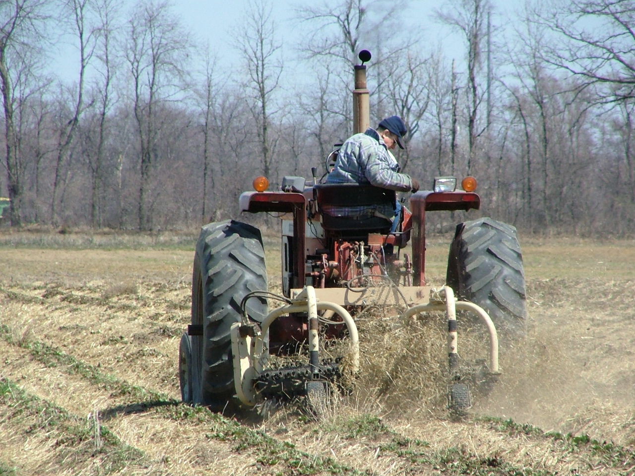 Rowe's Produce Farm ~ Strawberry Pre-harvest